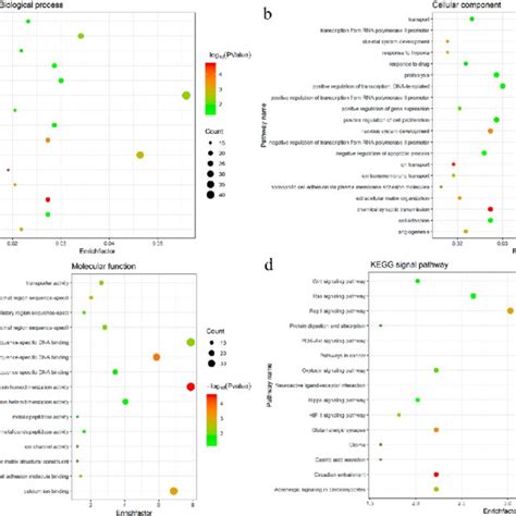 Dot Plot Of Function Enrichment Analysis A Biological Process