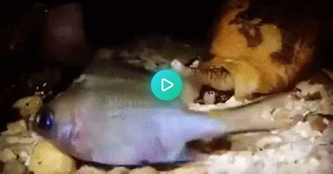 Mrw I Fall Asleep And A Cone Snail Sneaks Up On Me And Fires A Venomous