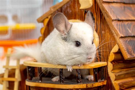 Chinchilla Lifespan How Long Do Chinchillas Live