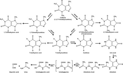 Figure From Measurement Of Caffeine And Five Of The Major 47 Off
