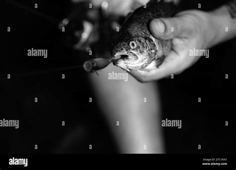 Sport Fishing Rainbow Trout On A Hook Bass Fishing Fly Fishing