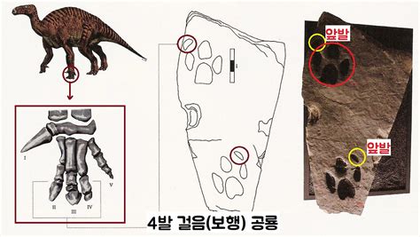 이것이 공룡 발가락 지문이다1억년전 백악기 공원이었던 한반도