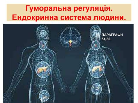 Гуморальна регуляція Ендокринна система людини презентация онлайн