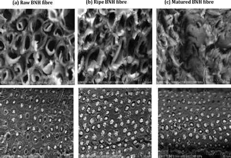 Sem Micrographs Of Cross Section View And Surface Of A Raw B Ripe