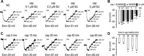 Src Activation Is Upstream Of And Required For Hyperpolarization A Download Scientific