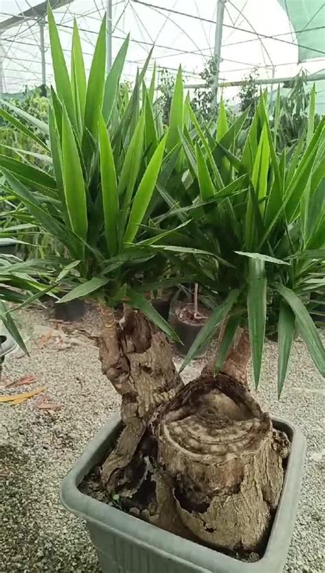 خرید و قیمت یوکا کلکسیونی بزرگ پس کرایه از غرفه گل روما