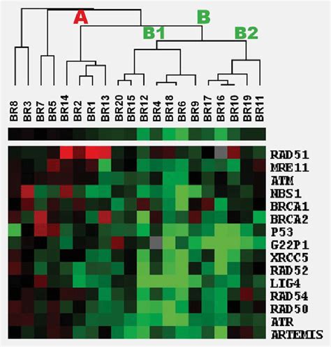 Hierarchical Clustering Analysis Of The Dna Double Strands Break Genes Download Scientific