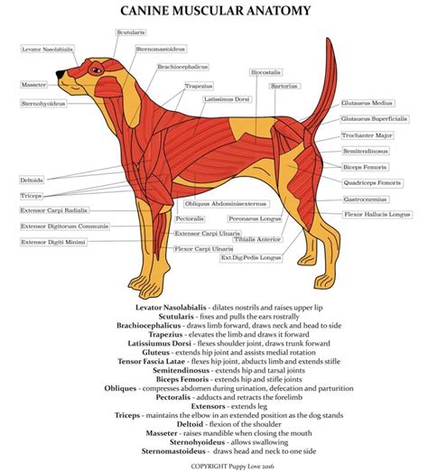 Dog Muscle Anatomy At Stephanie Trumble Blog