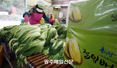 청정 해남 절임 배추 전국서 주문 폭주 광주매일신문