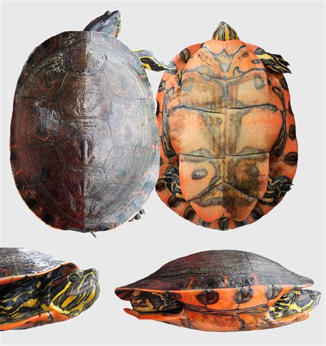 Sciency Thoughts Trachemys Medemi A New Species Of Slider Turtle From Sciency Thoughts Trachemys Medemi A New Species Of Slider Turtle From