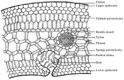 Leaf Adaptations Transpiration Adaptations