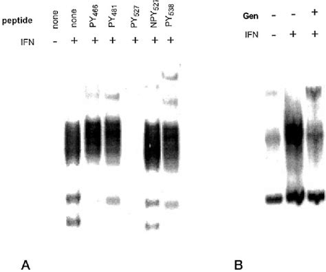 Figure 1 From Interferon α β Promotes Cell Survival By Activating