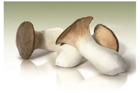 Многостепенно отглеждане на био гурме гъби в съоръжения с чисти помещения Български Фермер