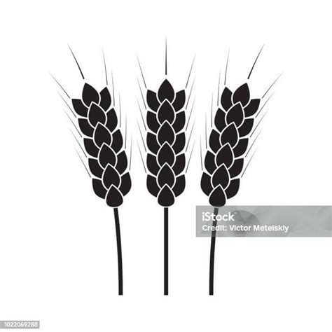 귀 밀 또는 쌀 아이콘입니다 농업과 작물 기호 흰색 배경에 고립입니다 빵 포장 또는 맥주 라벨에 대 한 요소를 디자인 합니다 벡터 일러스트입니다 건강한 생활방식에 대한 스톡