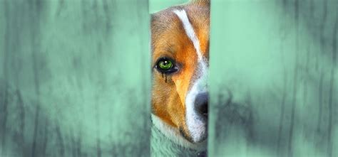 Amid Growing Incidents Of Cruelty By Humans Court Announces Equal