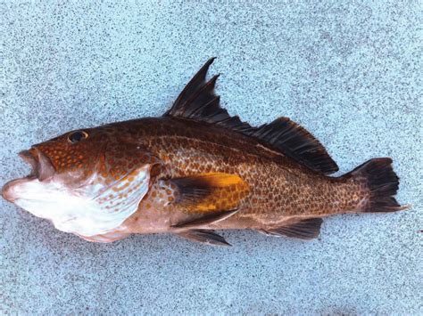 A Goldspotted Sand Bass Paralabrax Auroguttatus Taken On 30 July