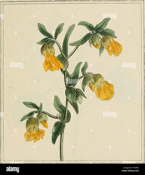 This 1812 Work By Linnaeus Provides A Foundational Overview Of Botany Detailing His System Of