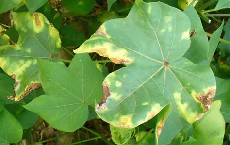 棉花黄萎病可以用什么药剂防治 农业种植网