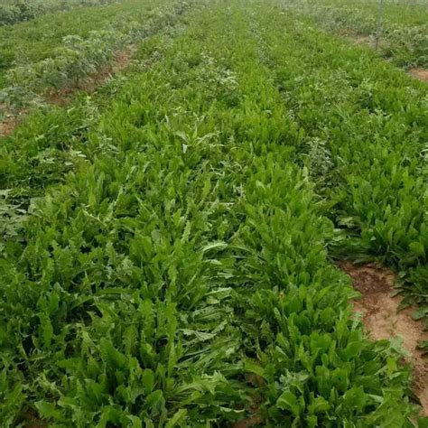 蒲公英虽然是中药有哪些人不能经常食用 绿宝园林网