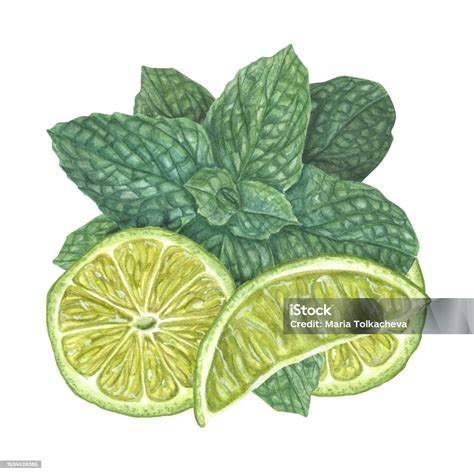 잘 익은 라임 조각 하얀 배경에 분리된 신선한 녹색 민트 가지 카드 디자인 메뉴 축하 디자인 칵테일 파티 전단지 인쇄를 위한