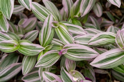 Tradescantia Zebrina Care And Propagation Complete Guide