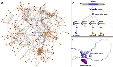 7 Gene Regulatory Complexity By Means Of Transcriptional Regulation Download Scientific