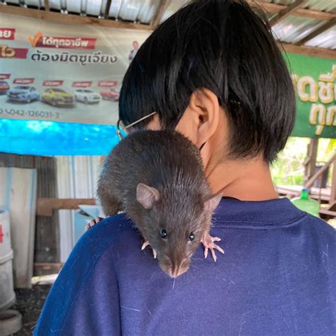 หนูพุกใหญ่ลำไพรฟาร์ม Udon Thani