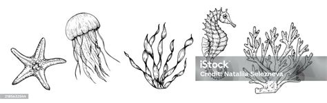 벡터 불가사리 산호 해파리 해초 Laminaria 손으로 그린 선 스케치 그래픽 열대 클립 아트 절연 통하고 있는 배경 수중 그림입니다 디자이너 초대장 장식 엽서 포장지