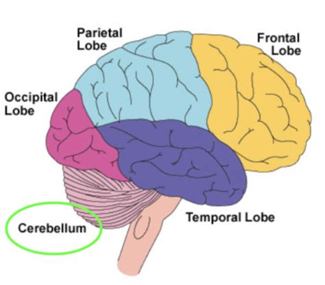 Neurological Bases Of Speech And Language Flashcards Quizlet