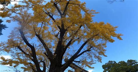 A Large Gingko Tree Beautiful Yellow Leaves Golden Color Torii Gate