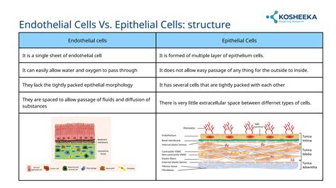 Endothelial Vs Epithelial Cells A Comparative Insight Into Cellular