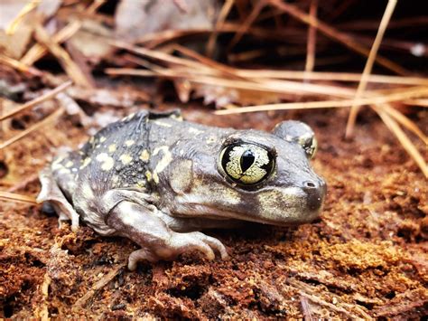 Eastern Spadefoot Toad Scaphiopus Holbrookii