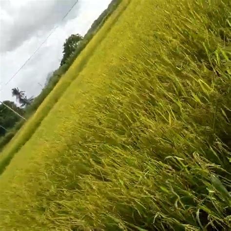 🏞️🏞️වෙල් යාය Youtube