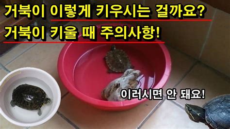 [ 거북이씨 ] 거북이 키울 때 주의 사항 이렇게 키우시면 안 돼요 Youtube
