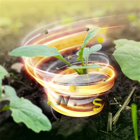 Enhance Crop Yield And Quality With Sulphur Fertilisation