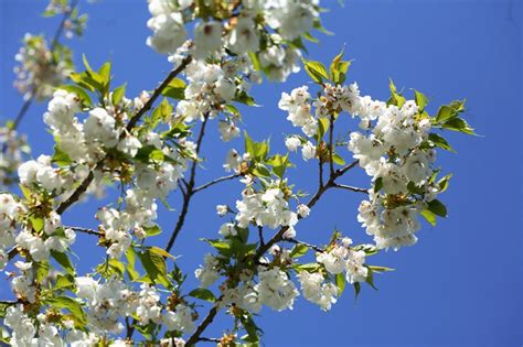 Cherry Blossom Flower Tree Prunus Accolade Japanese Flowering Cherry