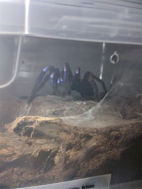 Chilobrachys Natanicharum Arachnoboards