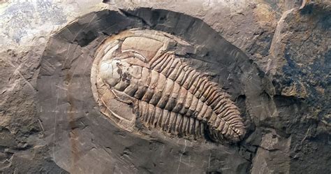 A Giant Species Of Trilobite Inhabited Australian Waters Half A Billion Years Ago Research