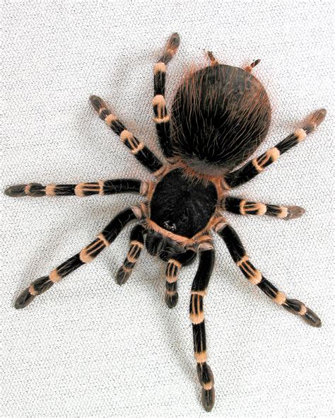 How To Determine The Sex Of Your Tarantula Arachnoboards