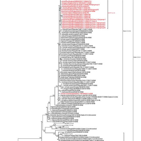 a phylogenetic tree inferred by maximum likelihood using iq tree