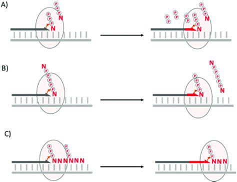 Schematic Representation Of Primer Extension Reaction With A Dna Download Scientific Diagram