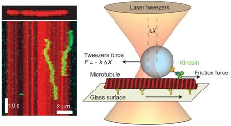 Friction Keeps Molecular Motors On Track Physics World