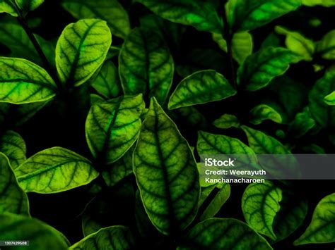 어두운 배경과 노란색 꽃 프레임과 녹색 잎 질감 녹색 배경 어두운 테마 녹색 잎 질감에 아름다운 추상 녹색 꽃 0명에 대한 스톡 사진 및 기타 이미지 Istock