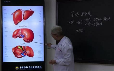 中国医科大学霍琨老师系统解剖学 消化系统 肝和胰 哔哩哔哩