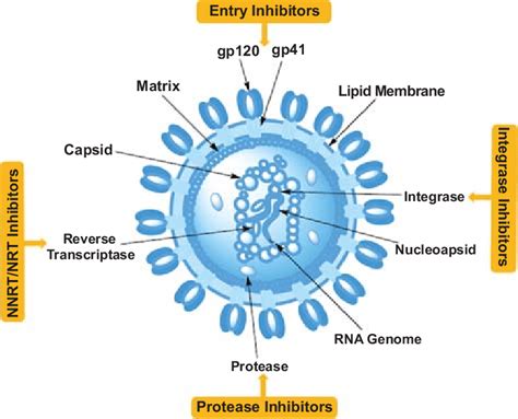 Structure Of Hiv Particle And Antiretroviral Drug Targets The Basic