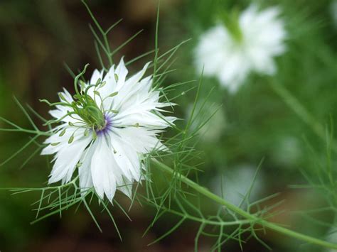 Love In A Mist What You Need To Know To Successfully Grow Nigella