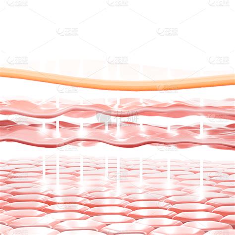 常规系列3d皮肤层结构通用元素素材