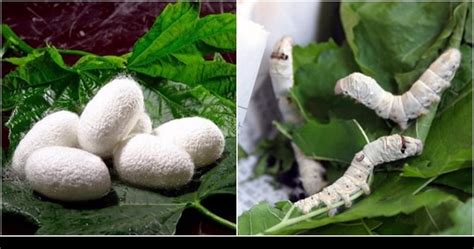 七、八年級生的童年惡夢！養「蠶寶寶」最讓人難忘的回憶是什麼？ Juksy 街星