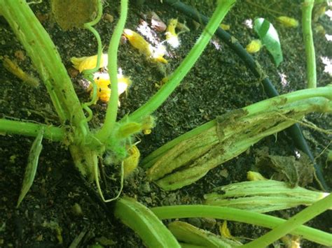 Cucumber Plants Splitting At The Base