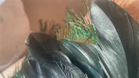 Pussy Teasing Feather Asmr